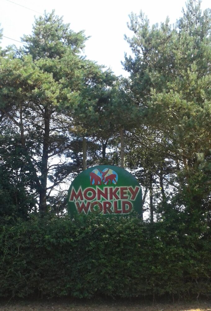 CLEAN Yeovil donates used linens to Monkey World | CLEAN